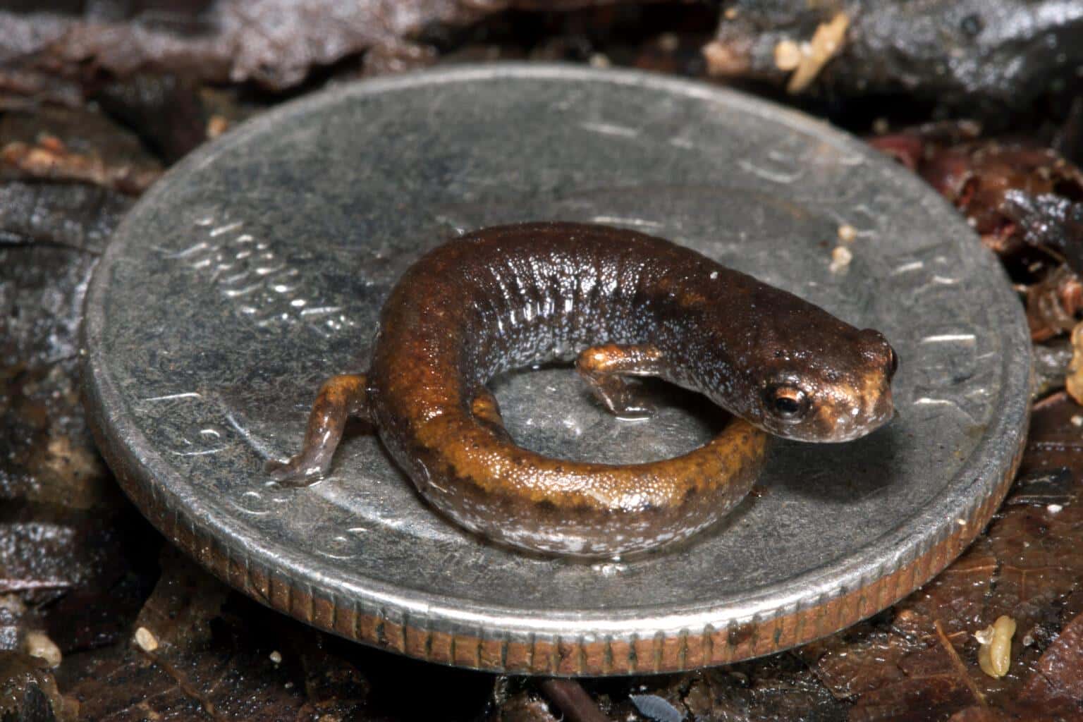 Самые маленькие 🦋 и удивительные животные планеты 🌞